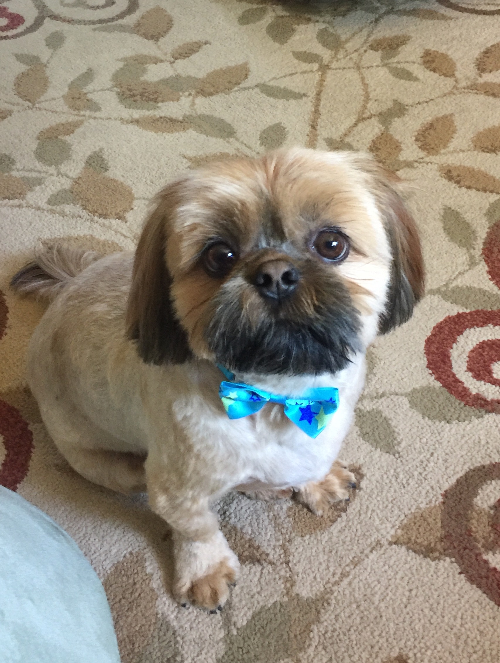 Terri s Canine Design Pet Grooming Fenton MI 48430