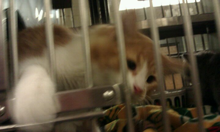 Bay Area Humane Society - Green Bay, WI 54302