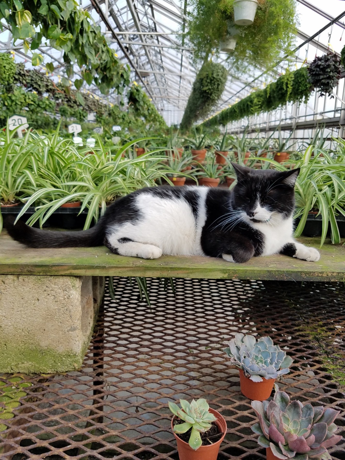 Kanes Flowers Peabody Hours | Best Flower Site