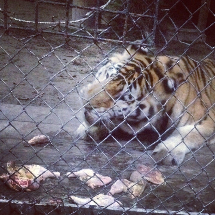 Catty Shack Ranch Wildlife Sanctuary - Jacksonville, FL 32226