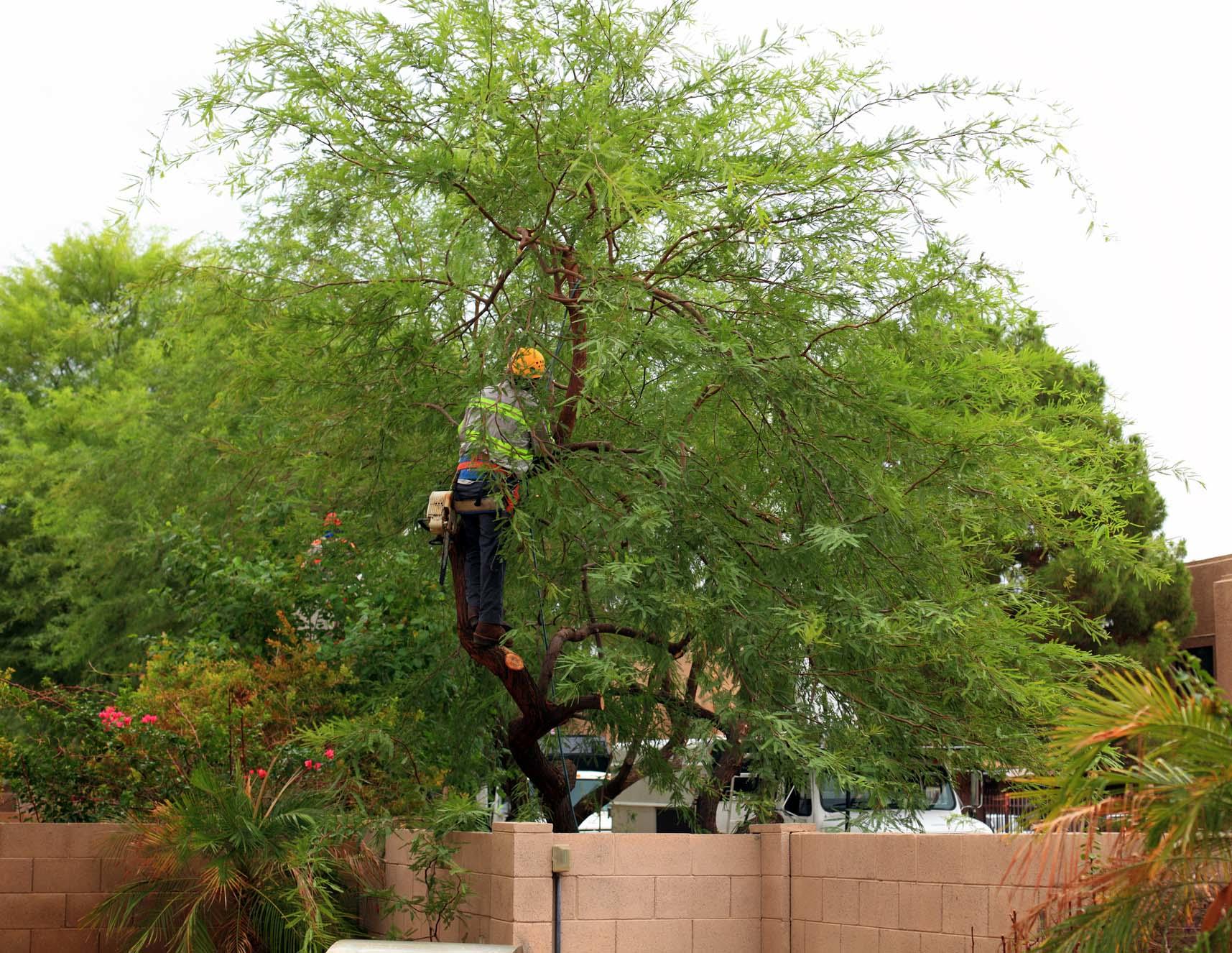 Ace Tree Service
